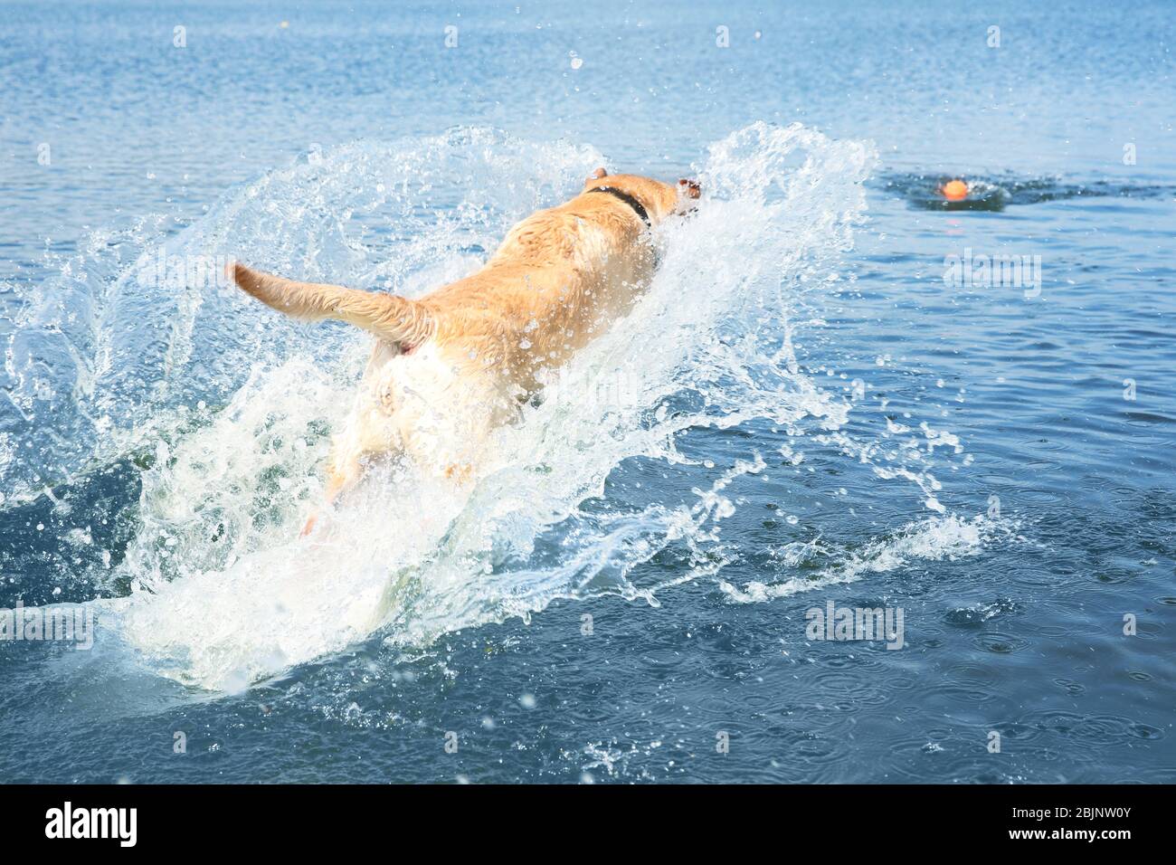 Playful Labrador Retriever jumping in water to fetch ball Stock Photo ...