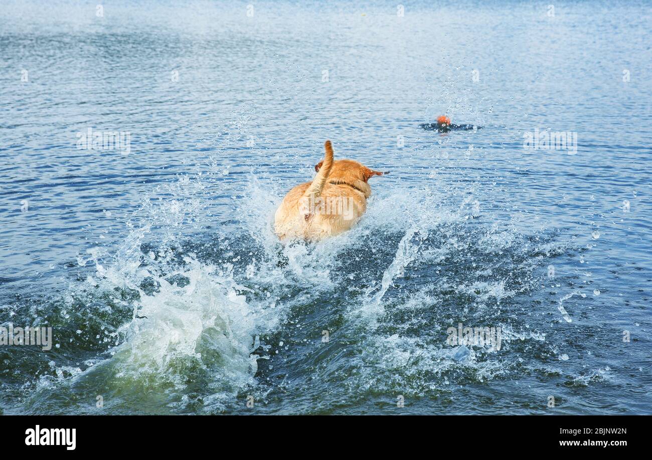 Playful Labrador Retriever jumping in water to fetch ball Stock Photo ...