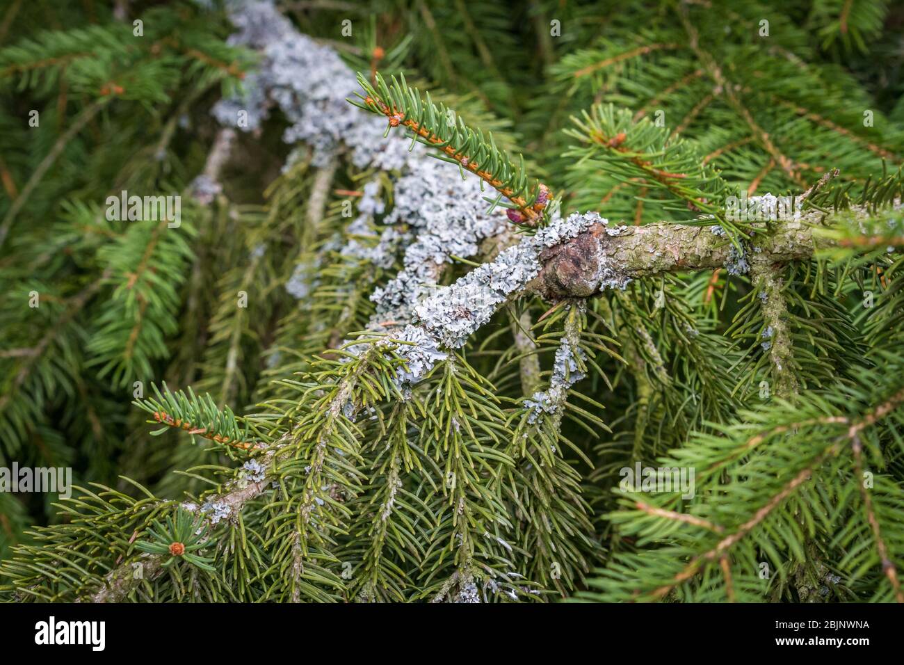 Tree moss on an evergreen bough Stock Photo - Alamy
