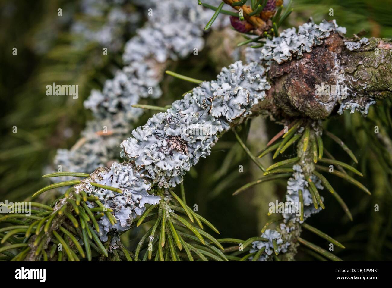 Tree moss on an evergreen bough Stock Photo - Alamy