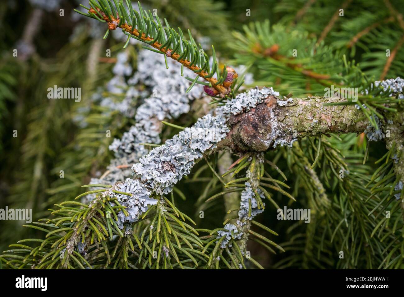 Tree moss on an evergreen bough Stock Photo - Alamy