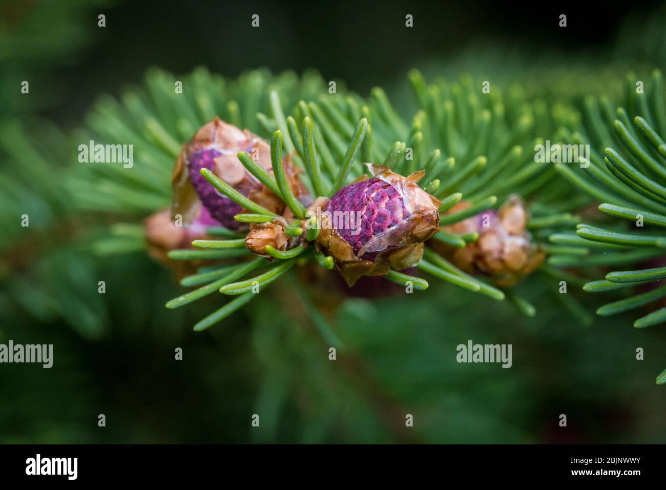 Flowering evergreen bough hi-res stock photography and images - Alamy