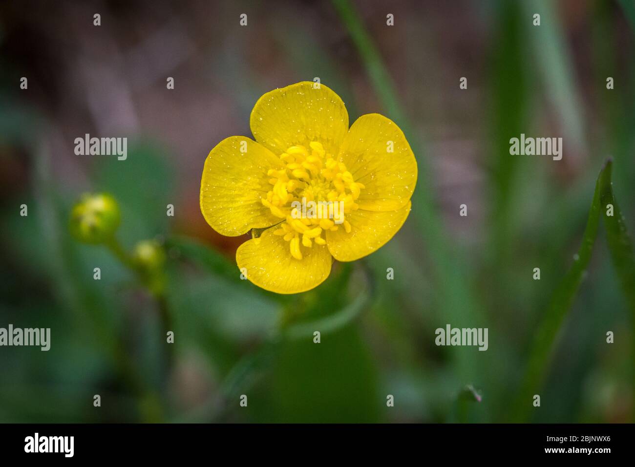 Water buttercup ranunculus hi-res stock photography and images - Alamy