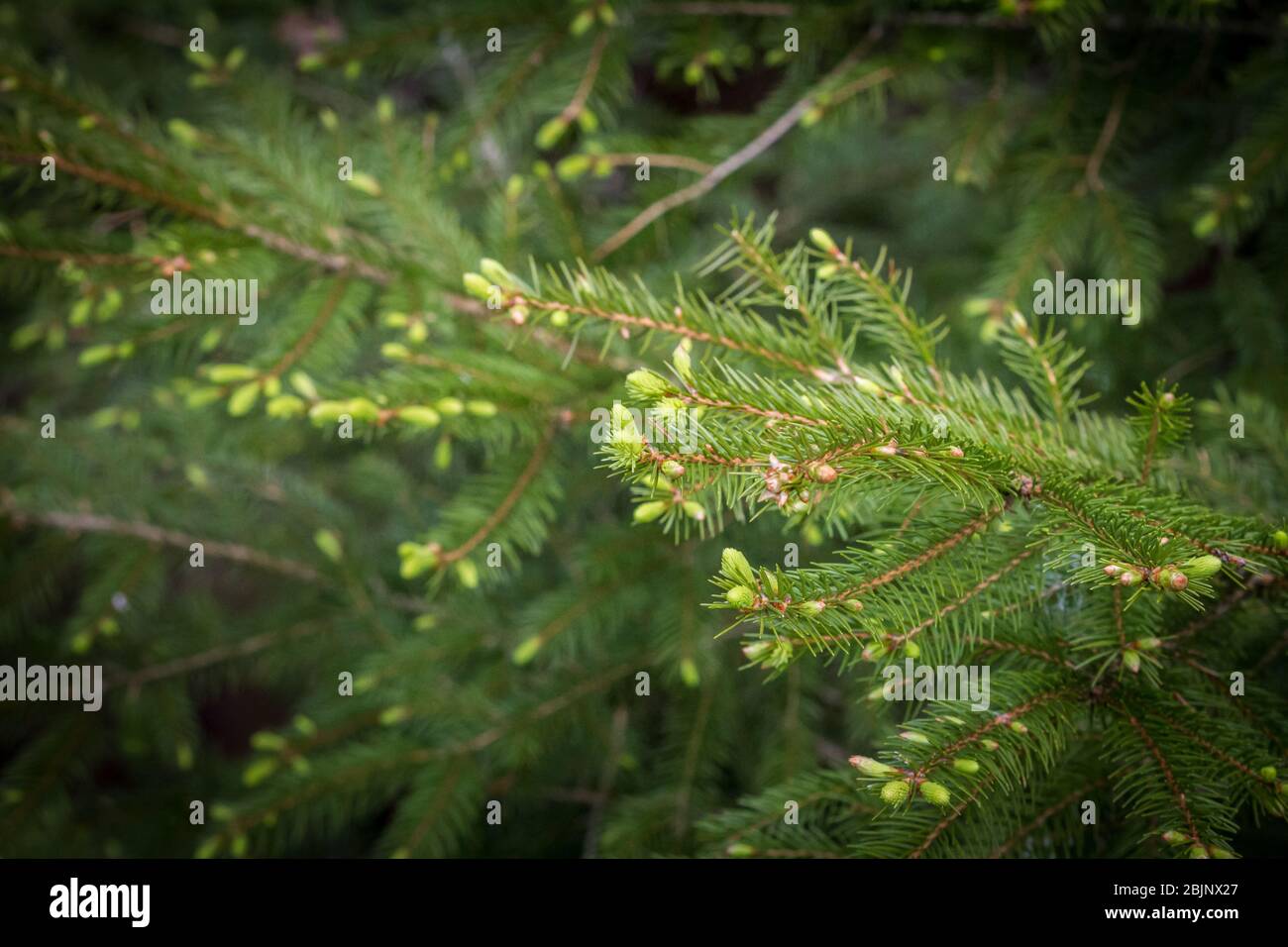 Flowering evergreen bough hi-res stock photography and images - Alamy