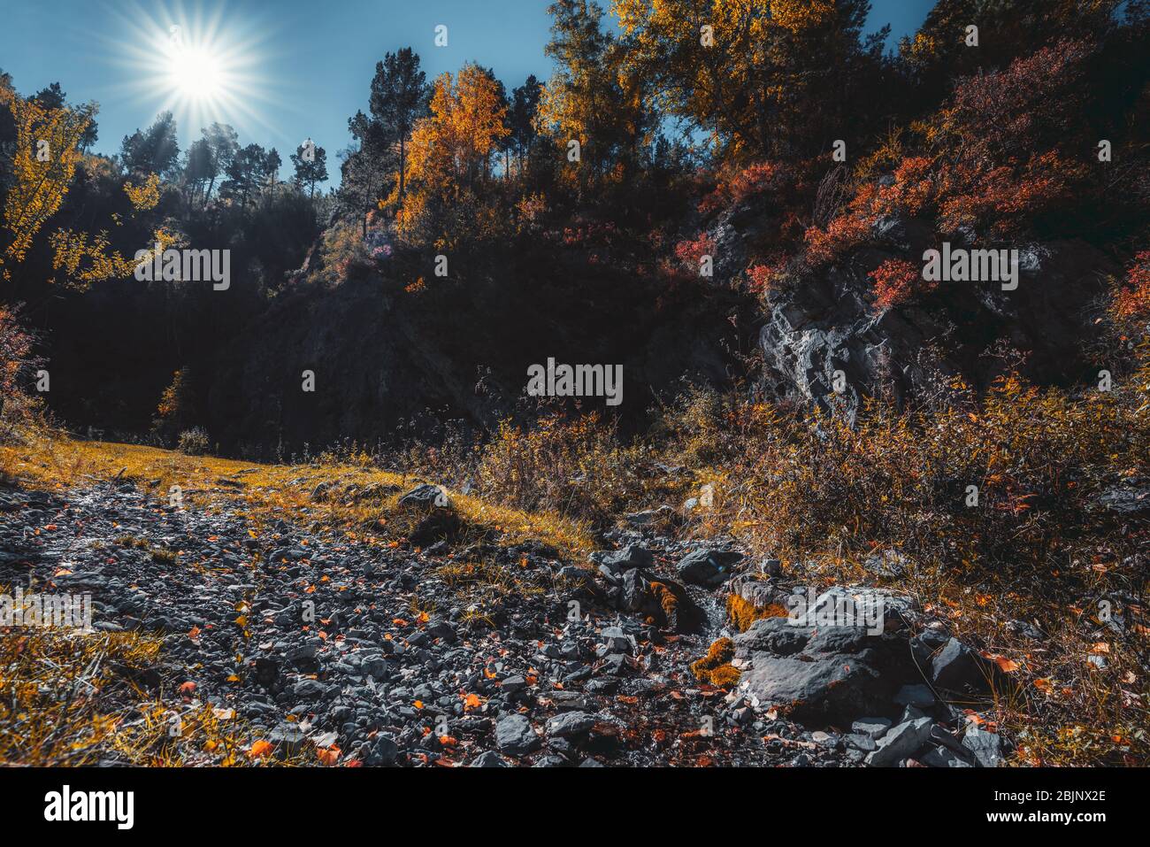 Landscape with different grasses hi-res stock photography and images ...