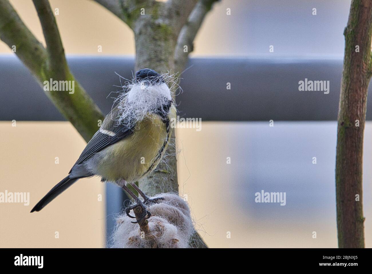 Vogel, Bird, Kohlmeise, Meise, Parus major, Parus, Great tit, Paridae ...