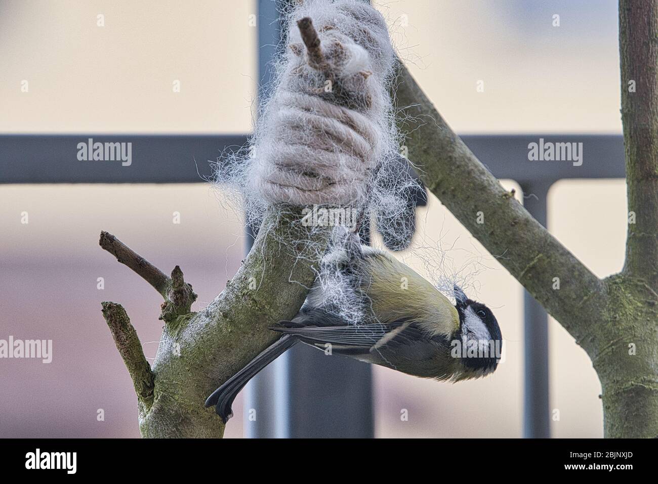Vogel, Bird, Kohlmeise, Meise, Parus major, Parus, Great tit, Paridae ...