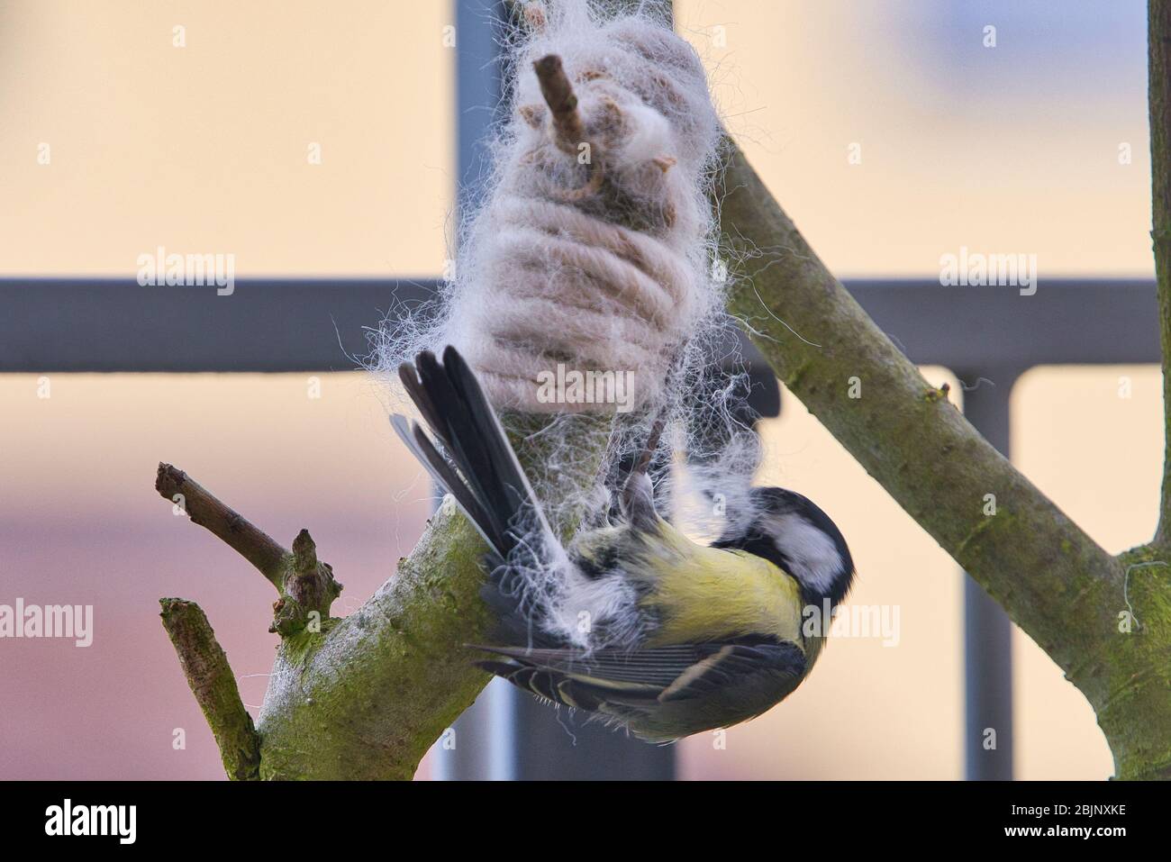 Vogel, Bird, Kohlmeise, Meise, Parus major, Parus, Great tit, Paridae ...