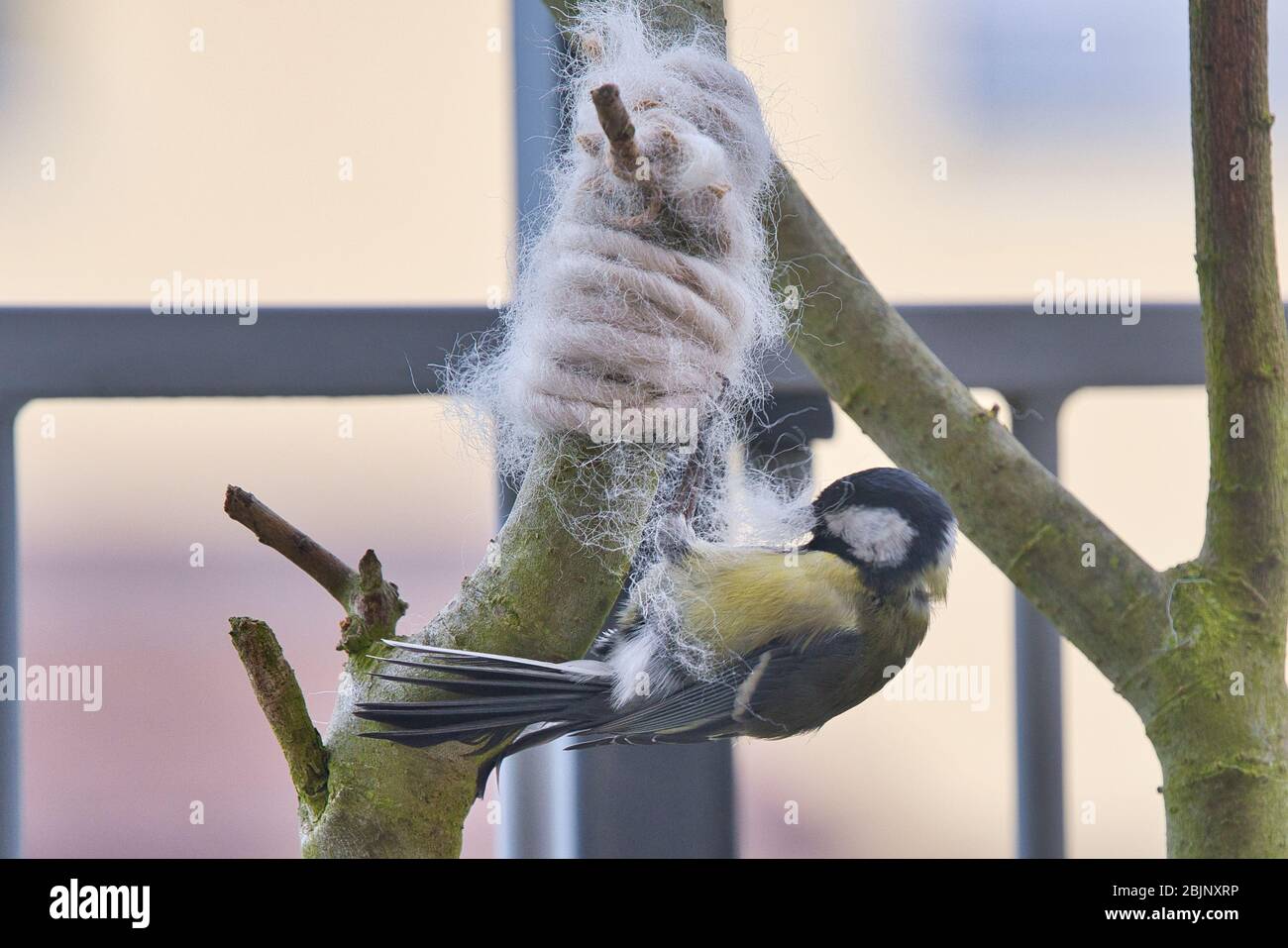 Vogel, Bird, Kohlmeise, Meise, Parus major, Parus, Great tit, Paridae ...