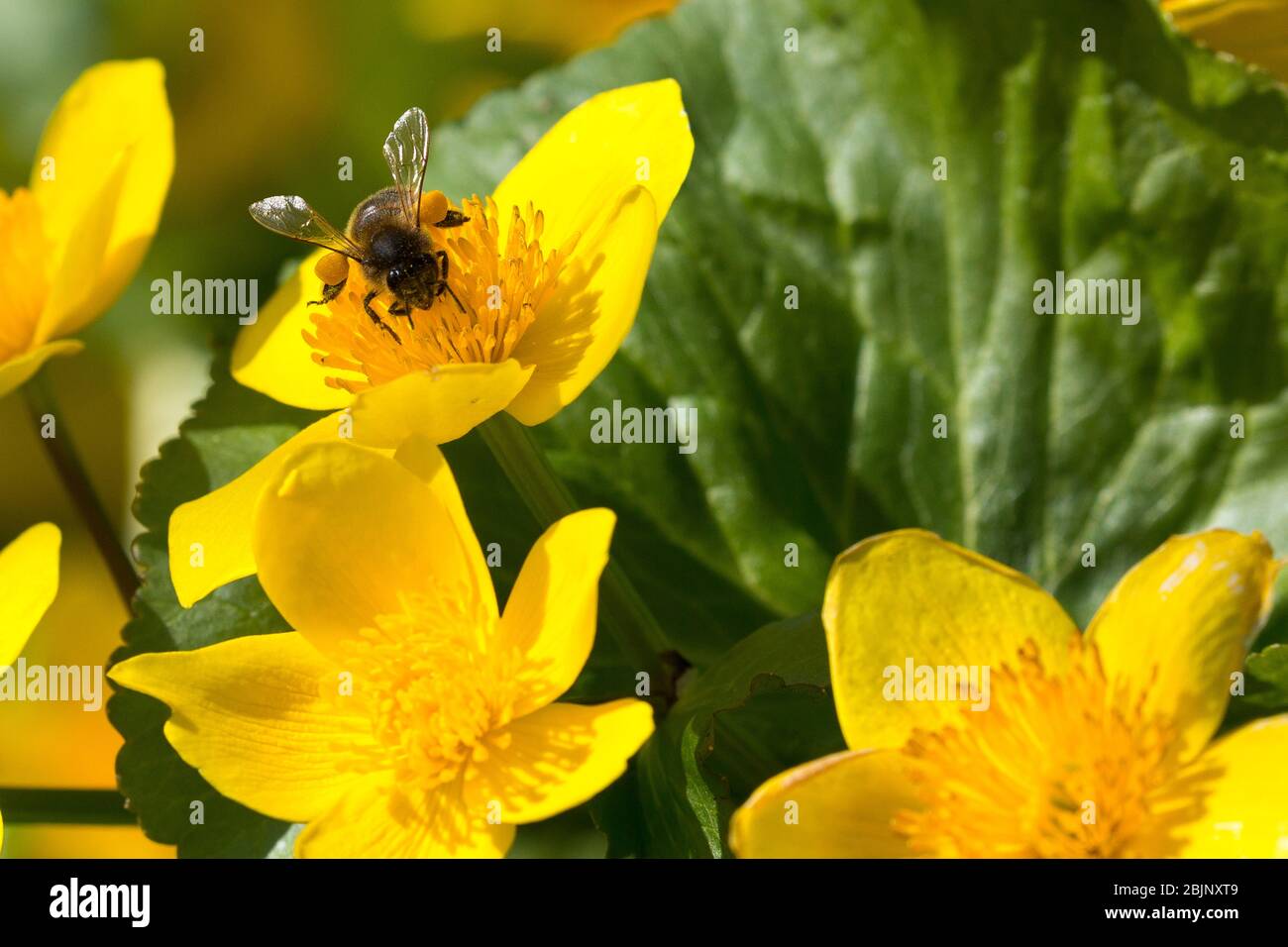 Bees gathering nectar from wild spring flowers Scotland UK Stock Photo ...