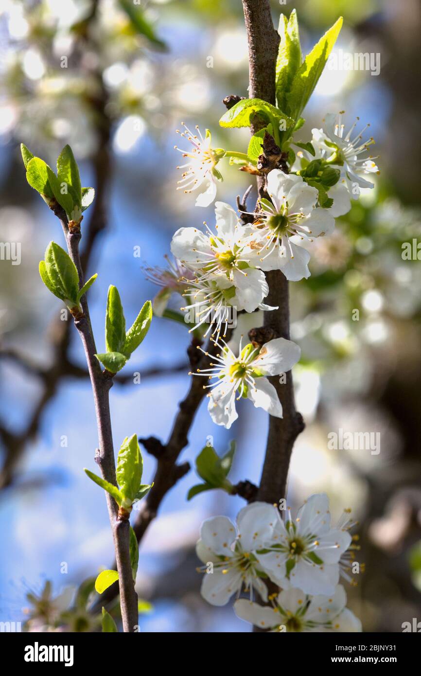 Spring cherry blossom Scotland UK Stock Photo - Alamy