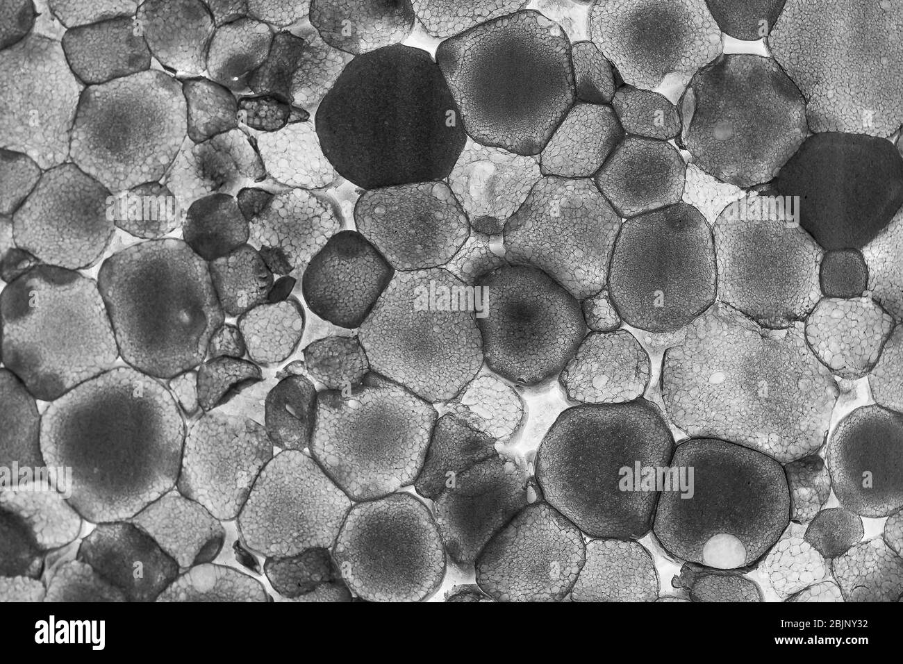 Polystyrene Foam Texture Sheet Board High Resolution Stock Photography ...