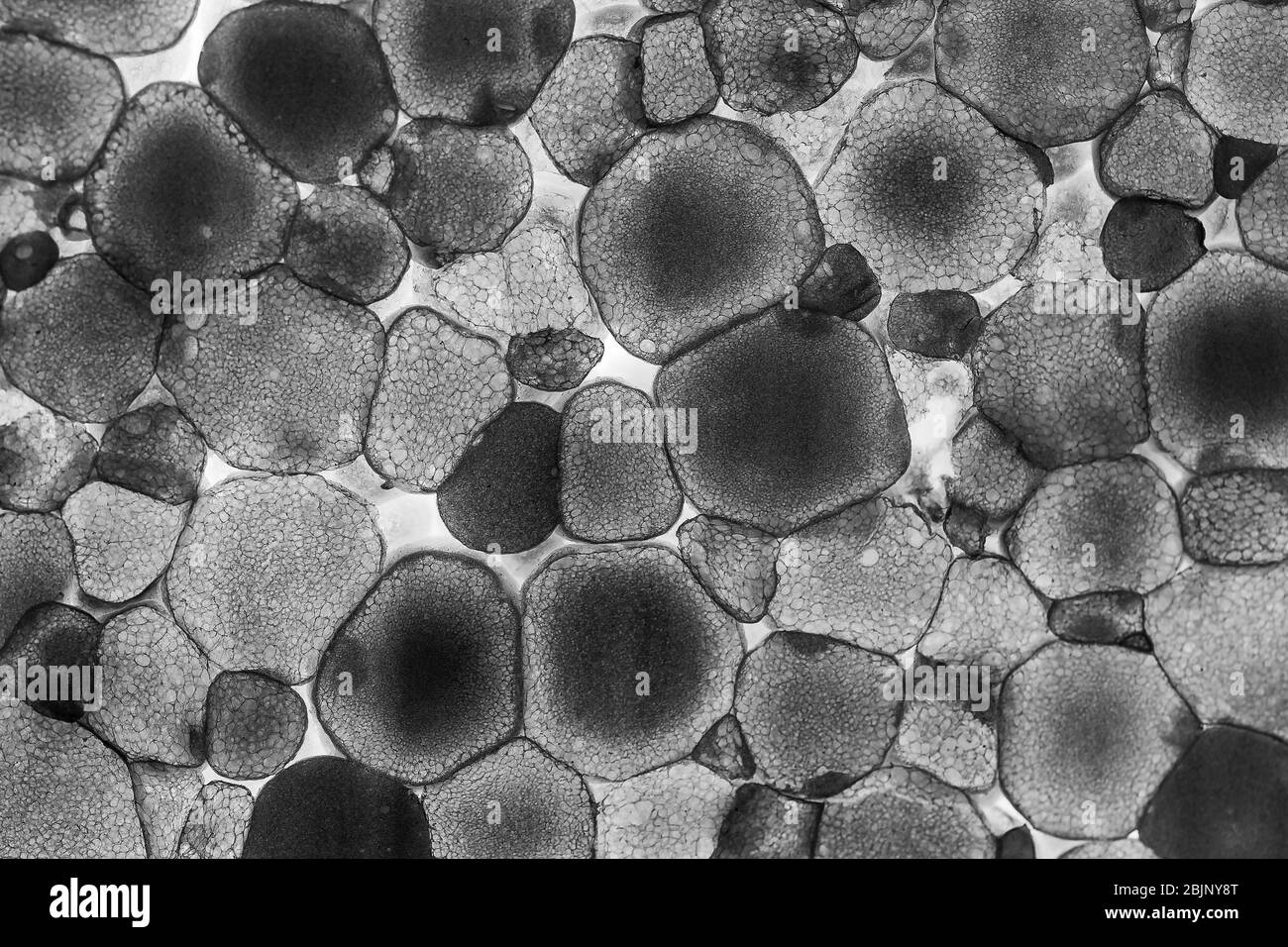 Polystyrene sheet close up hi-res stock photography and images - Alamy