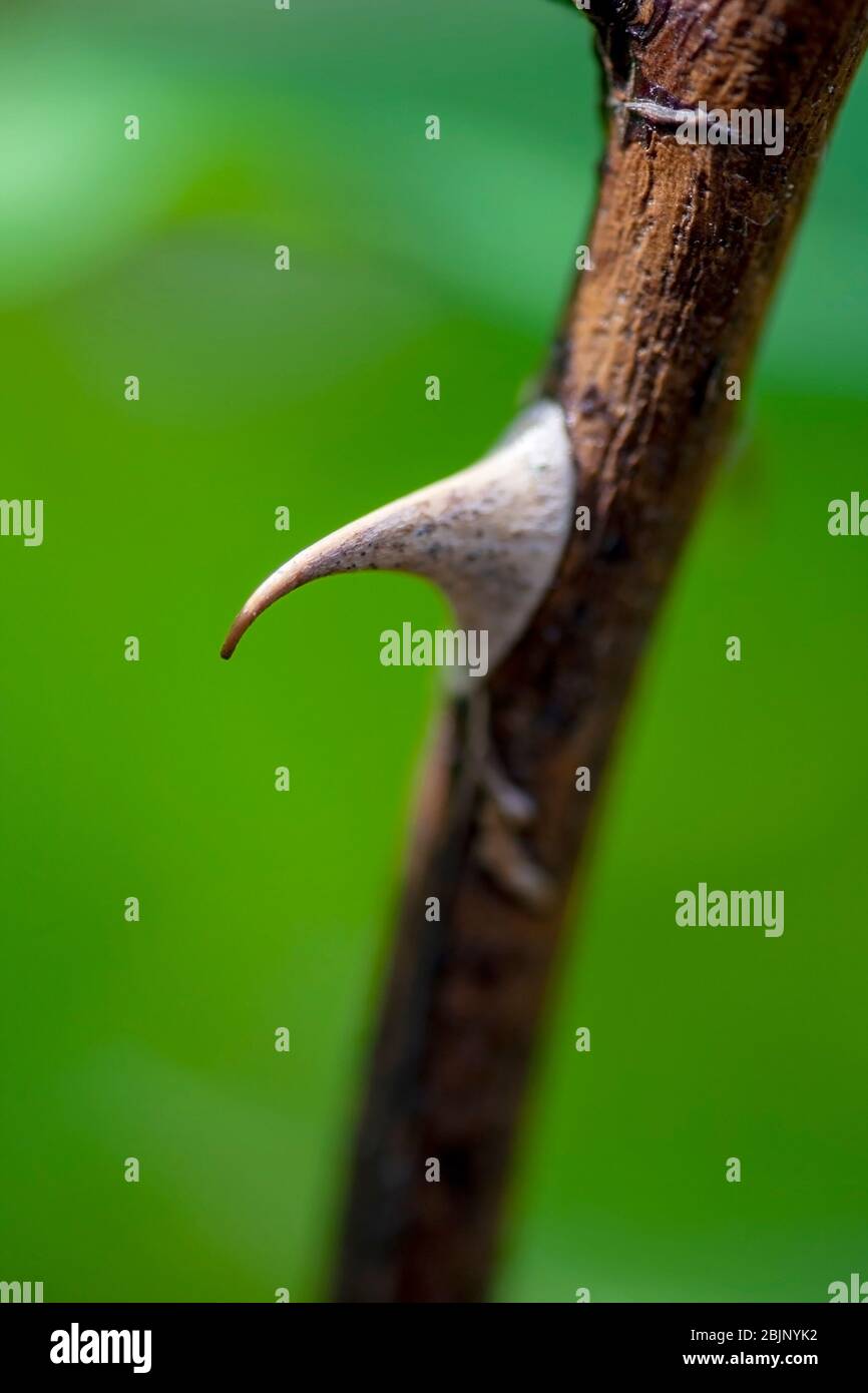 Single rose thorn, London,England, U.K Stock Photo - Alamy