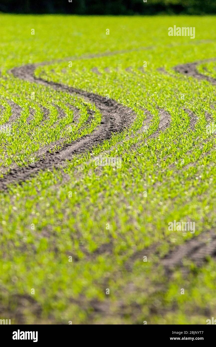 New crop shoots growing in a farmers field. Lancashire, England, U.K ...