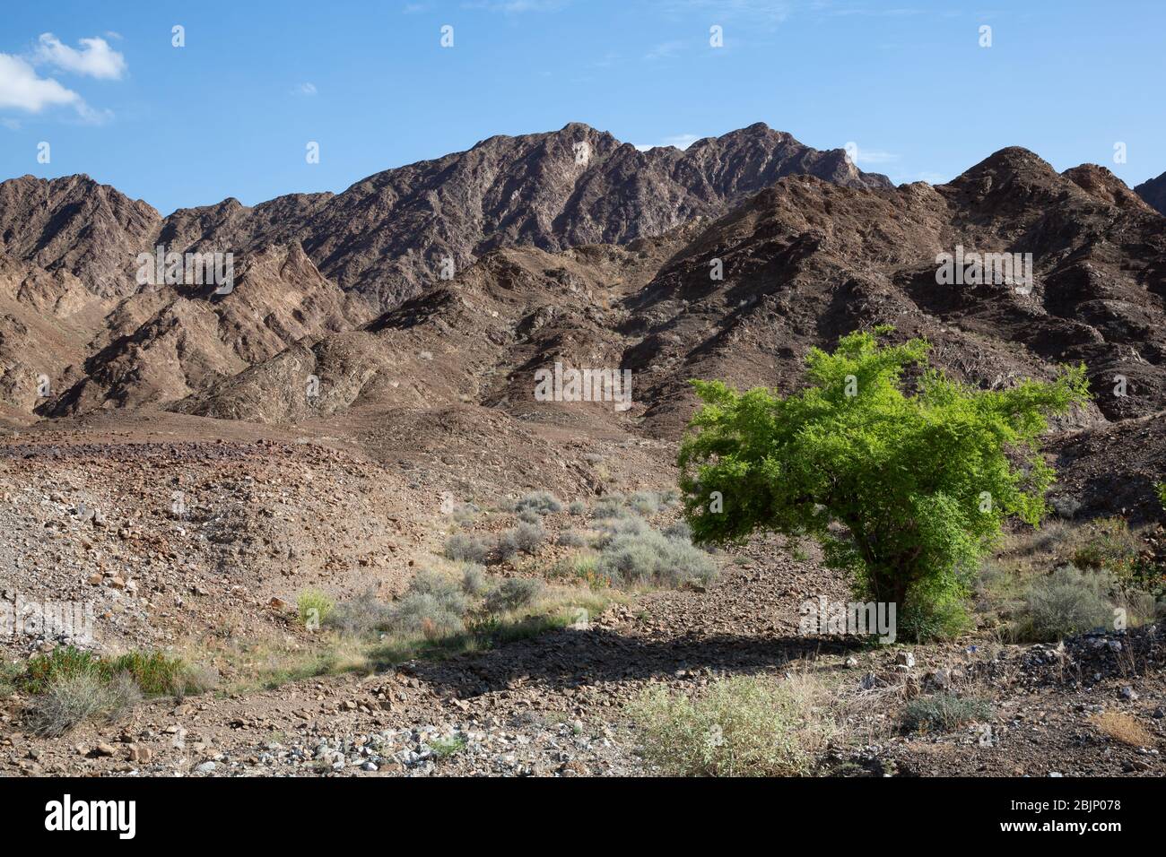 Barren desert with plant hi-res stock photography and images - Alamy