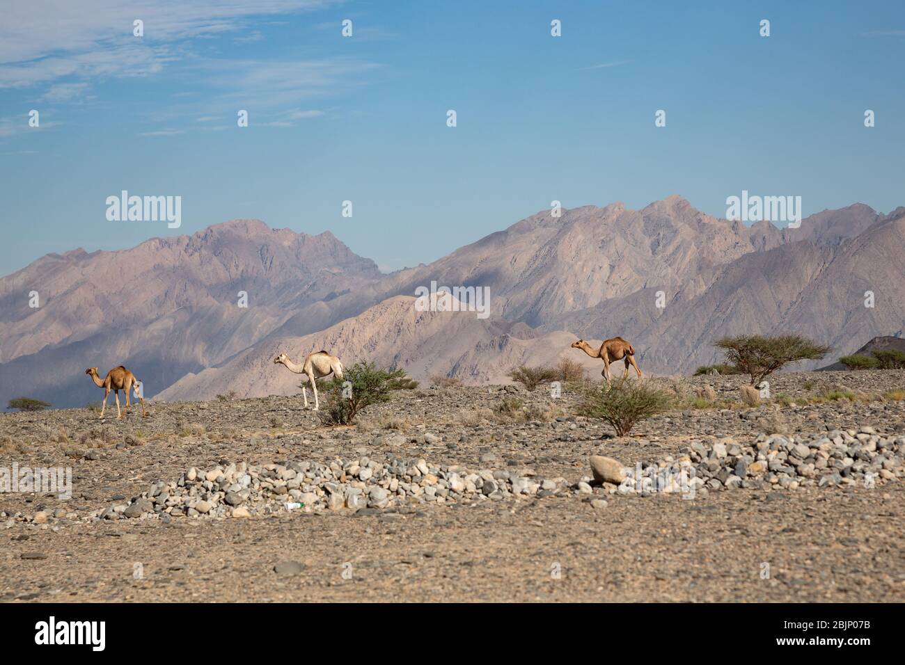 Three camels making their way in barren mountain landscape of Oman's ...