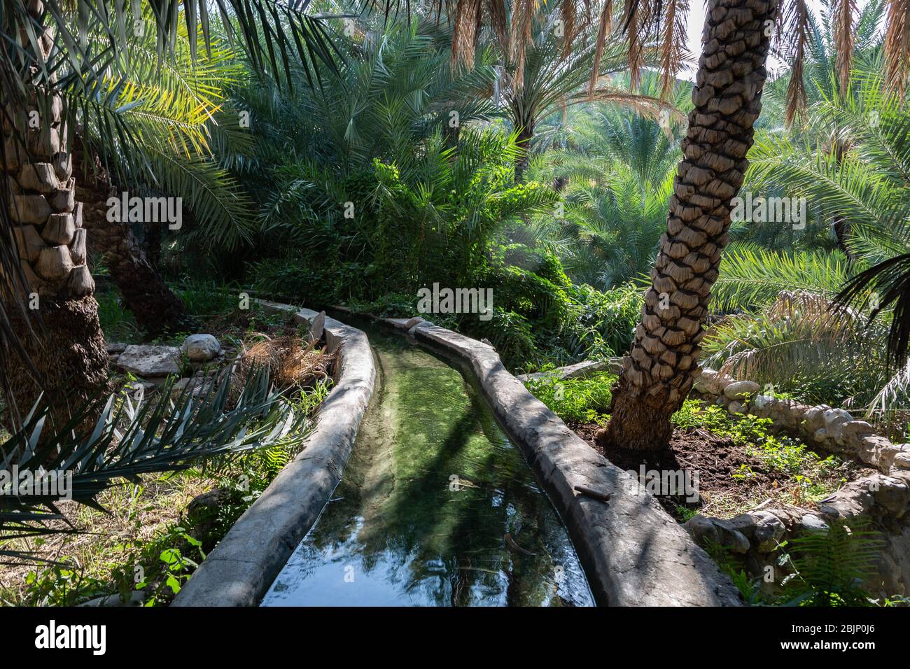 Traditional falaj irrigation channel in date palm plantation in Oman's ...