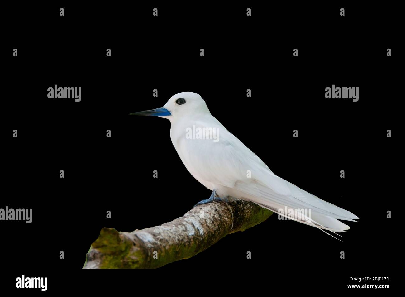 Rare bird seychelles hi-res stock photography and images - Alamy