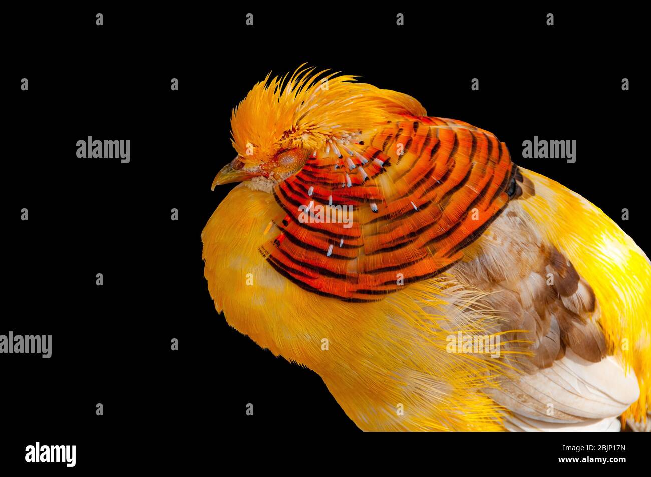 Golden pheasant, Chrysolophus pictus also known as the Chinese pheasant ...