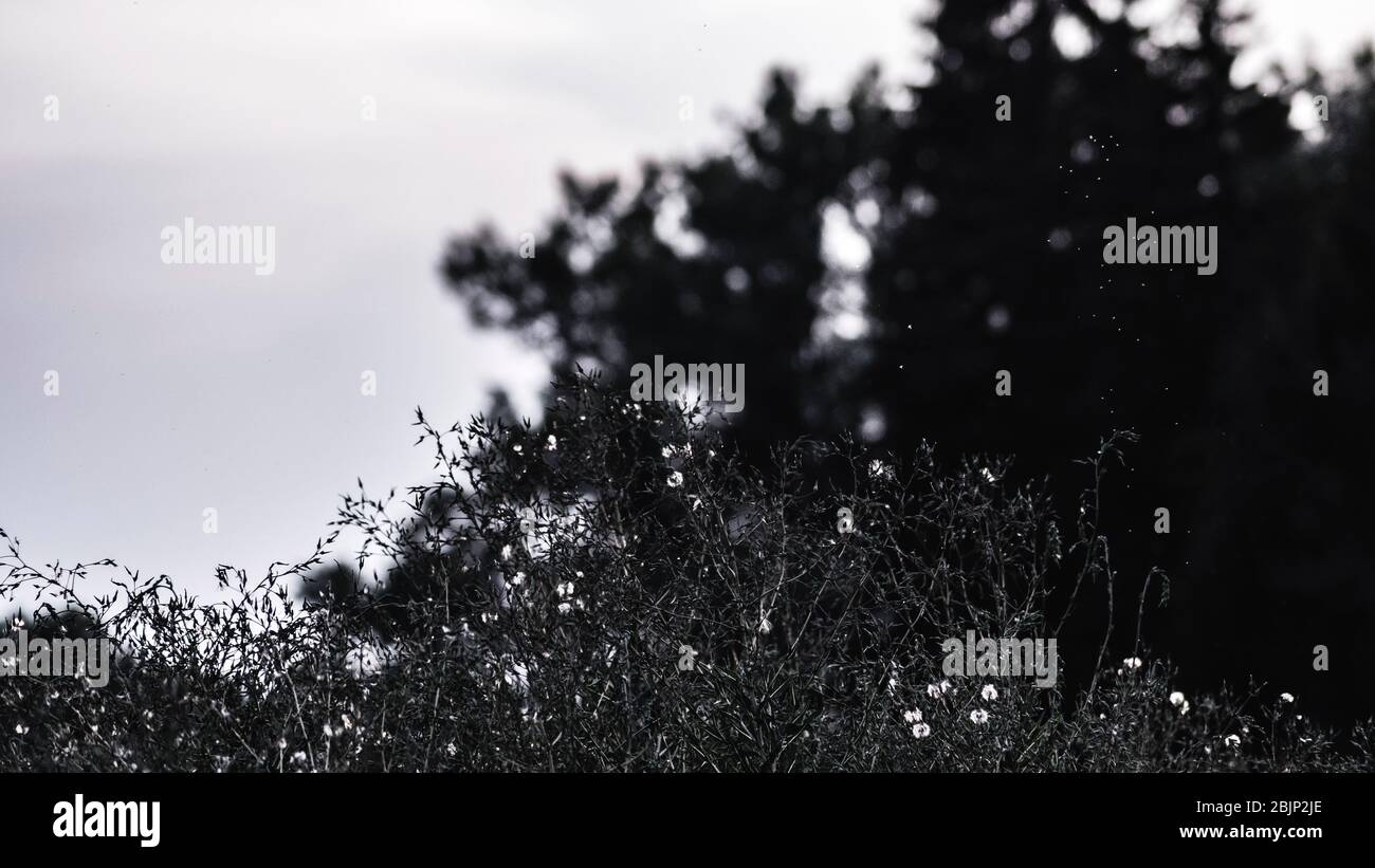 Riverside flying insect hi-res stock photography and images - Alamy