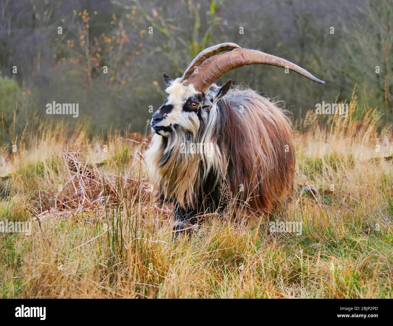 Langholm moor goats hi-res stock photography and images - Alamy
