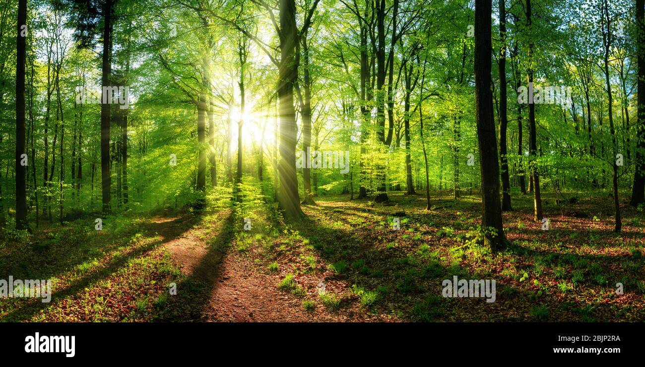 Panoramic landscape: beautiful rays of sunlight shining through the ...