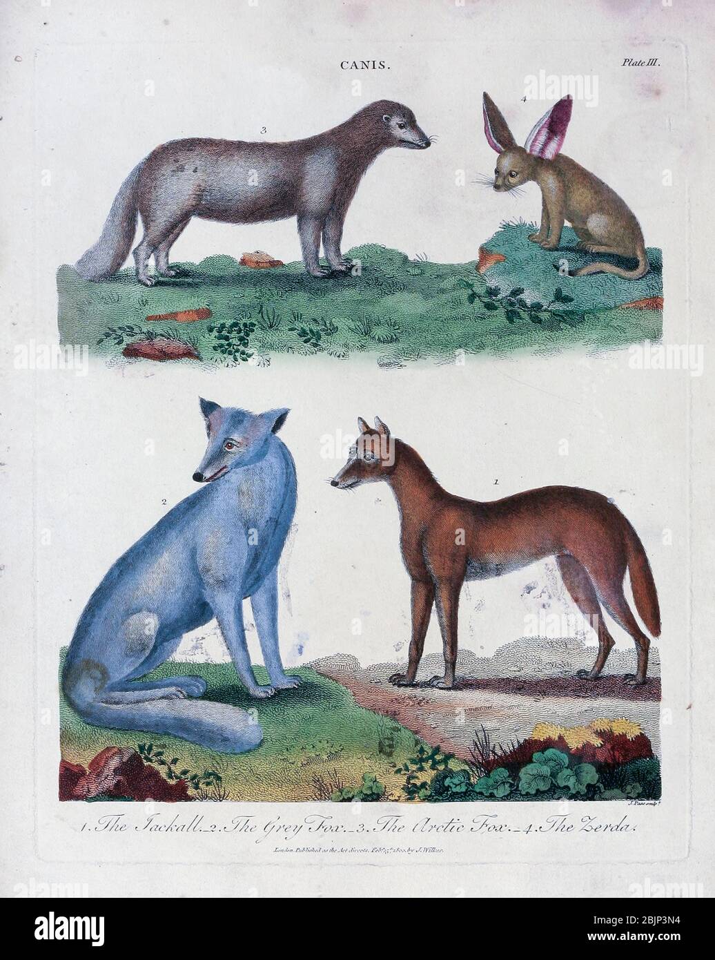 Canis lagopus hi-res stock photography and images - Alamy