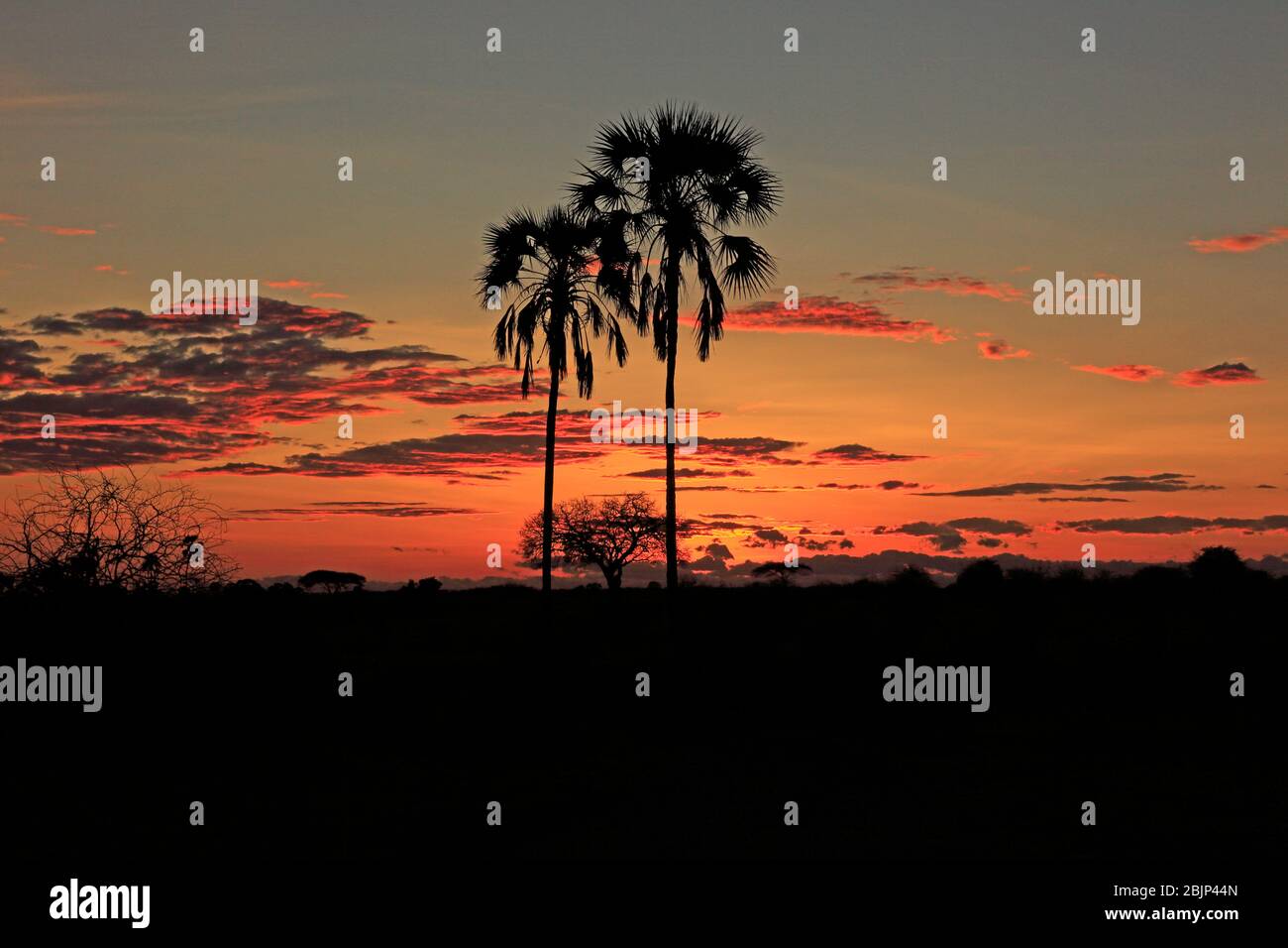 Two trees silhouette hi-res stock photography and images - Alamy