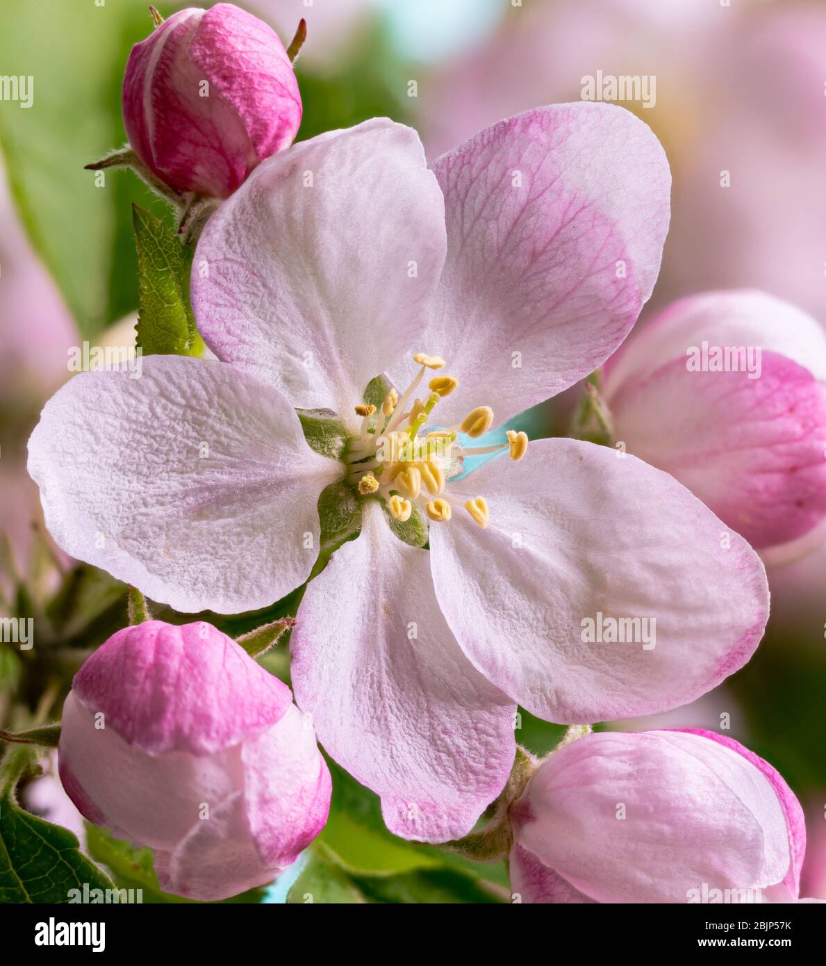 Closeup of blossom tree hi-res stock photography and images - Alamy