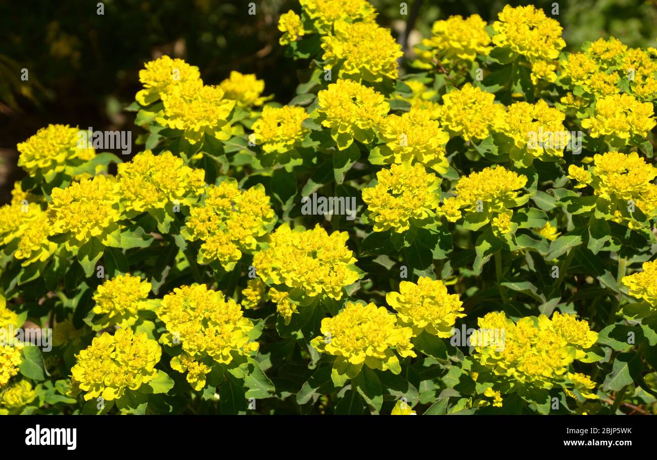 Cushion spurge euphorbia polychroma hi-res stock photography and images ...
