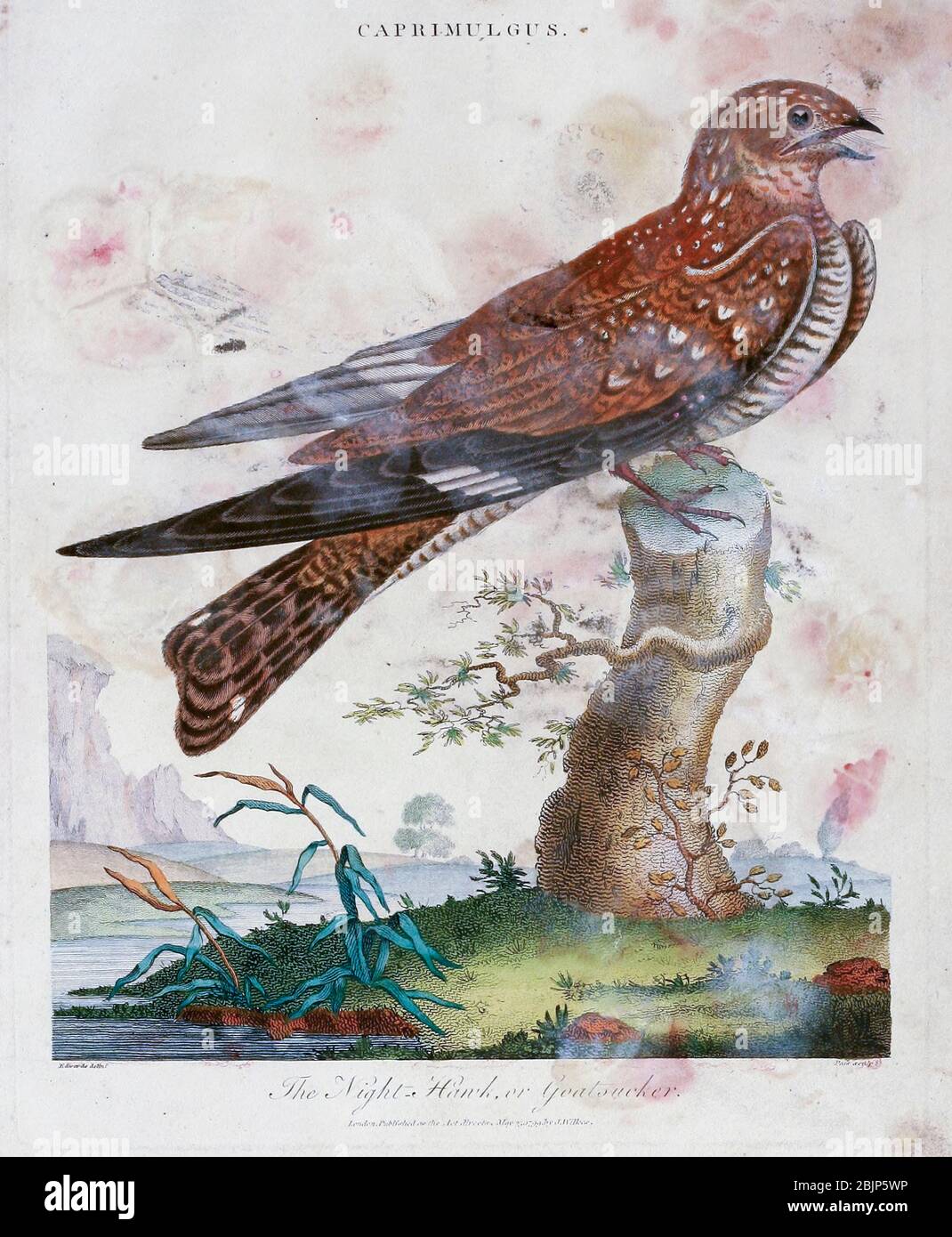 Night hark hi-res stock photography and images - Alamy