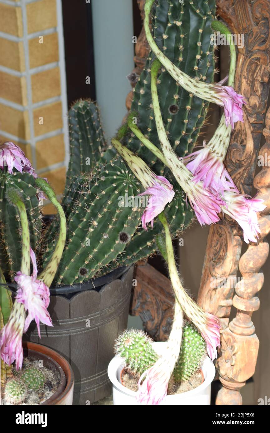queen of the night cactus blooming Stock Photo - Alamy