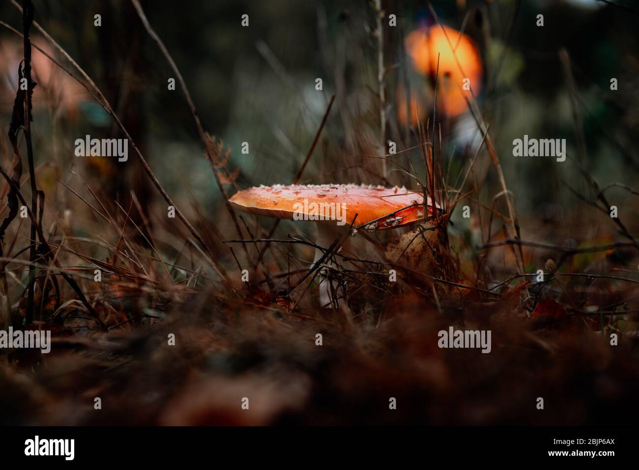 Mushroom toadstool in the forest Stock Photo - Alamy