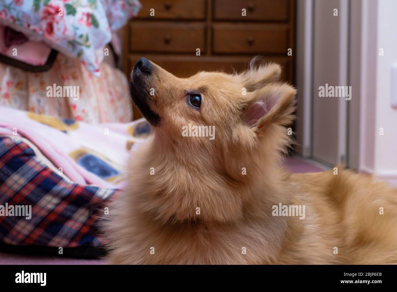 Cute dog begging for something Stock Photo - Alamy