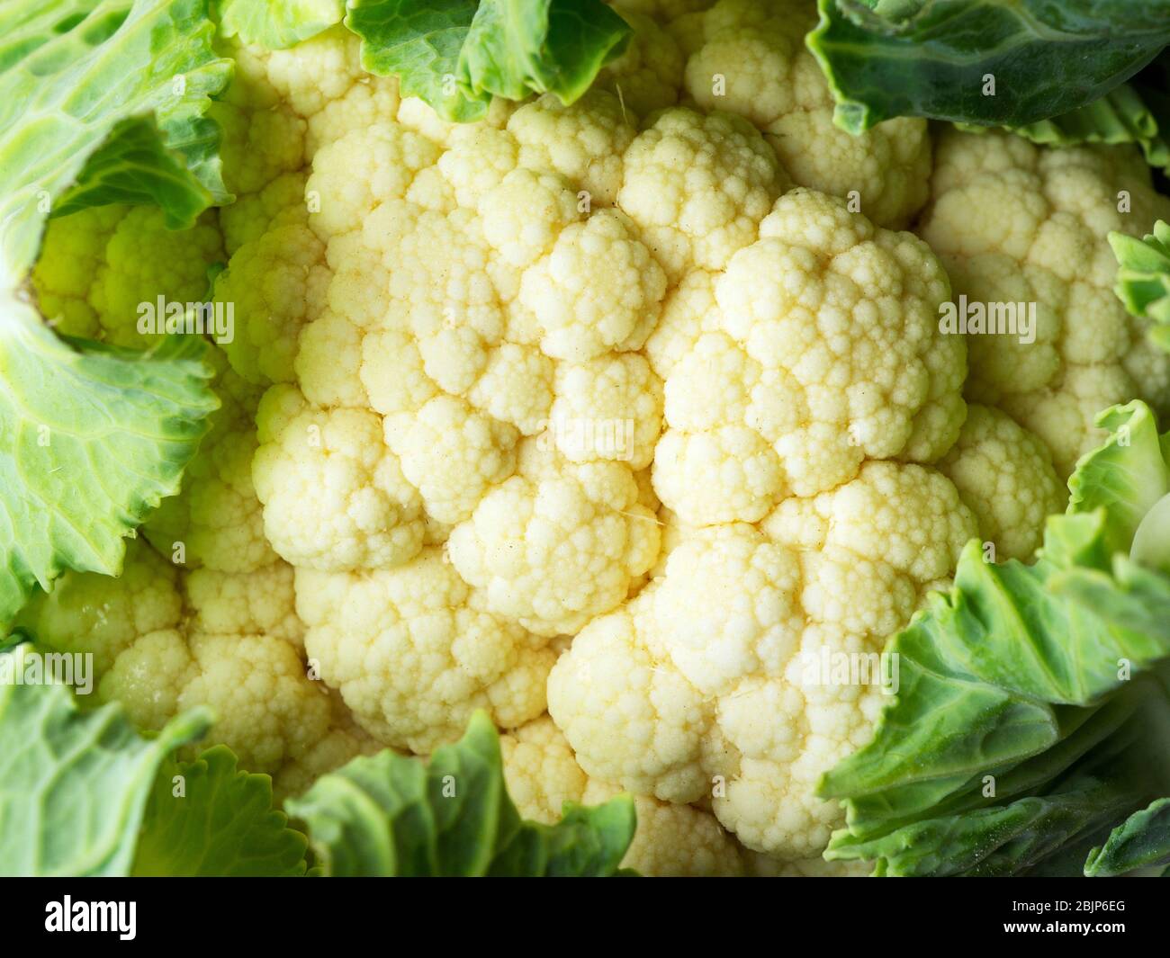 A single whole white cauliflower head surrounded by leaves Stock Photo ...