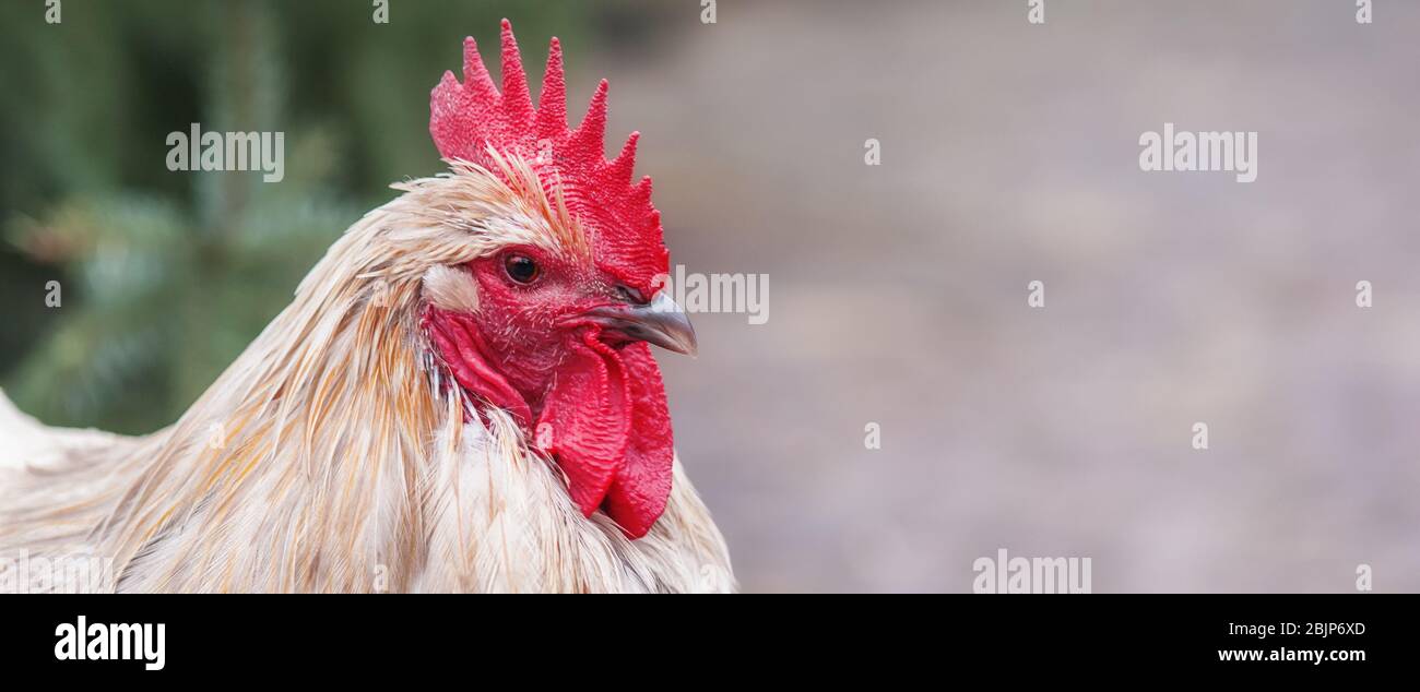 Beautiful rooster on a farm with blurred nature green background ...