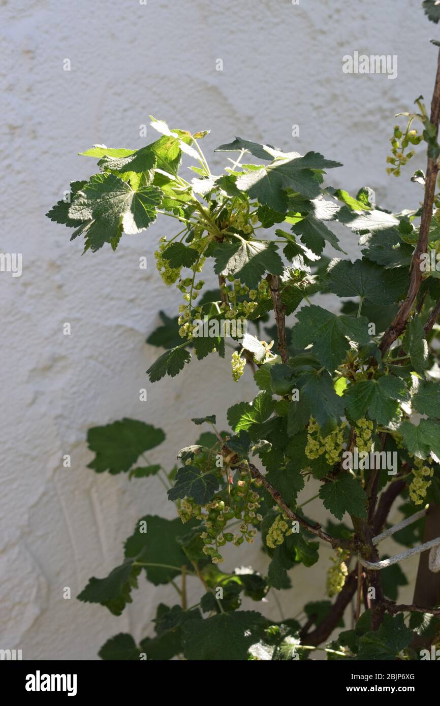 Ribe bush hi-res stock photography and images - Alamy