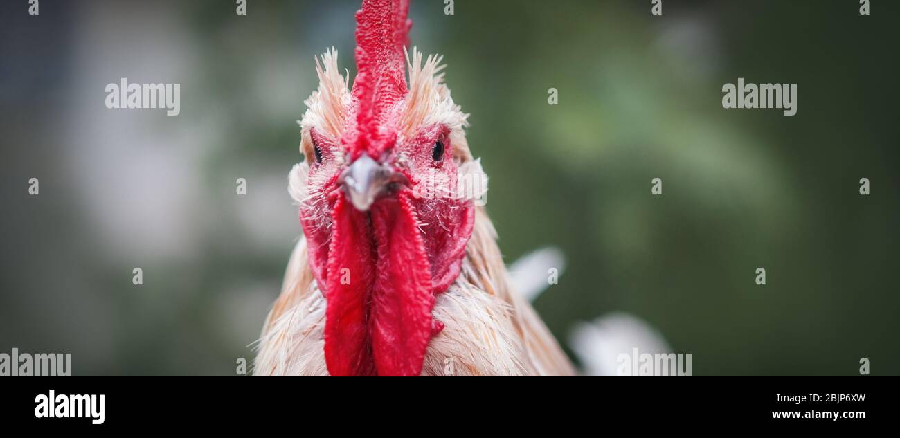 Beautiful rooster on a farm with blurred nature green background ...
