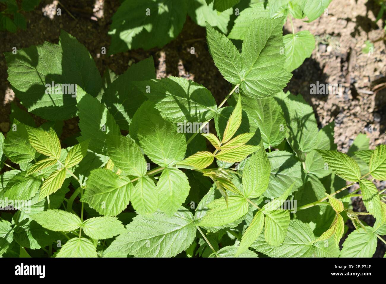 raspberry plant in spring, huge berry version Stock Photo - Alamy