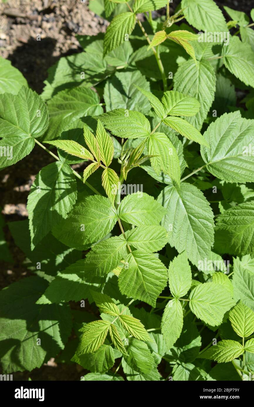 raspberry plant in spring, huge berry version Stock Photo - Alamy