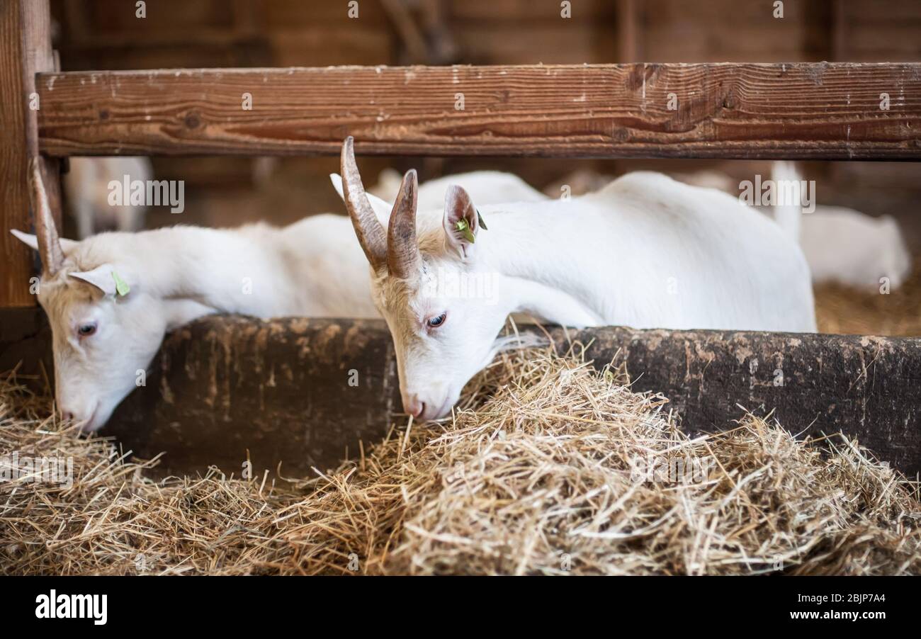Horns on barn hi-res stock photography and images - Alamy