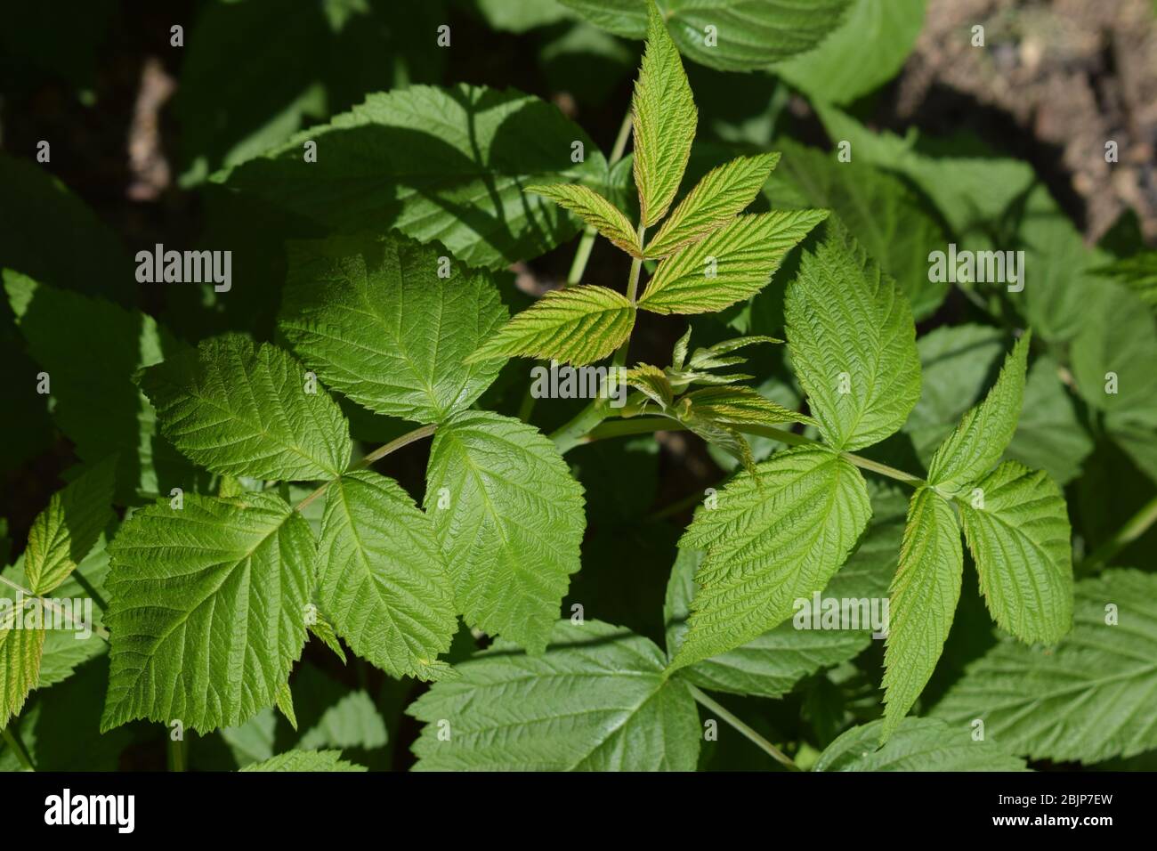 raspberry plant in spring, huge berry version Stock Photo - Alamy