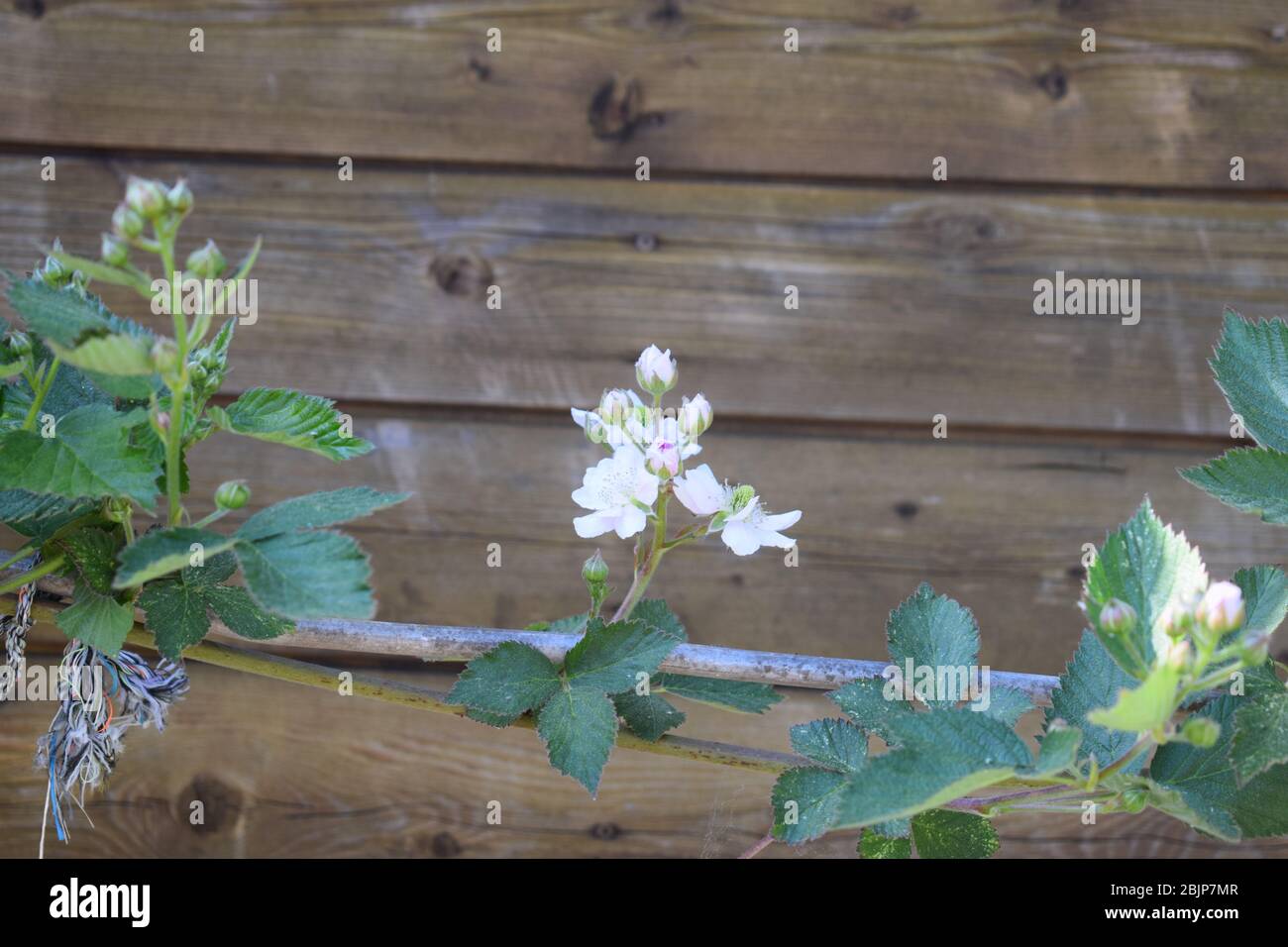 Brombeerhecke hi-res stock photography and images - Alamy