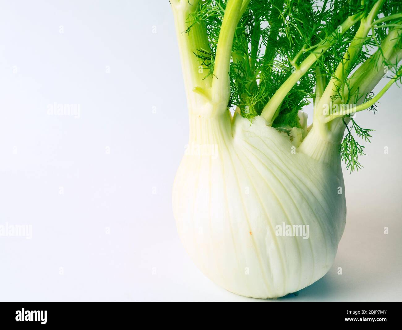 Can Dogs Eat Fennel Root