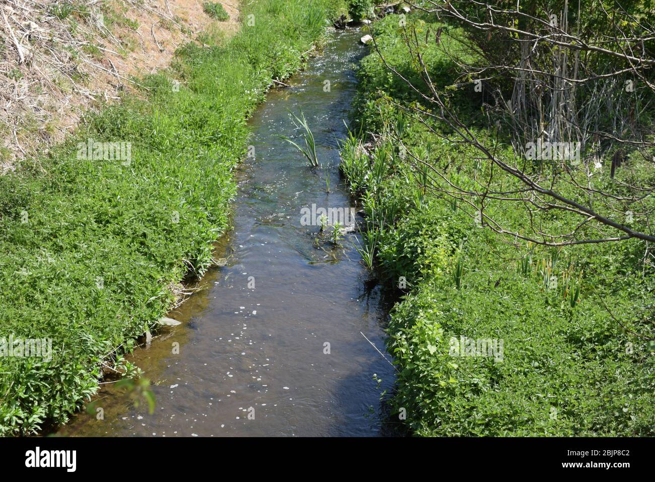 little crystal clear water stream in spring Stock Photo - Alamy
