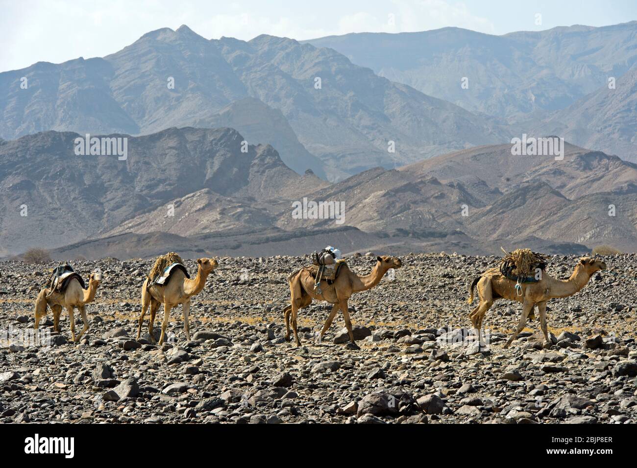 Dromedary caravan of the Afar nomads moving through a stone desert in ...