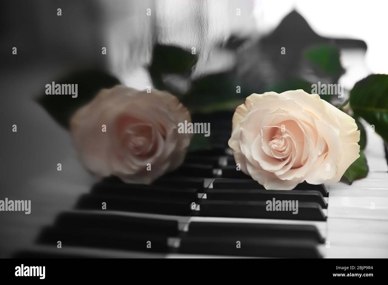 White rose on piano keys, close up Stock Photo - Alamy