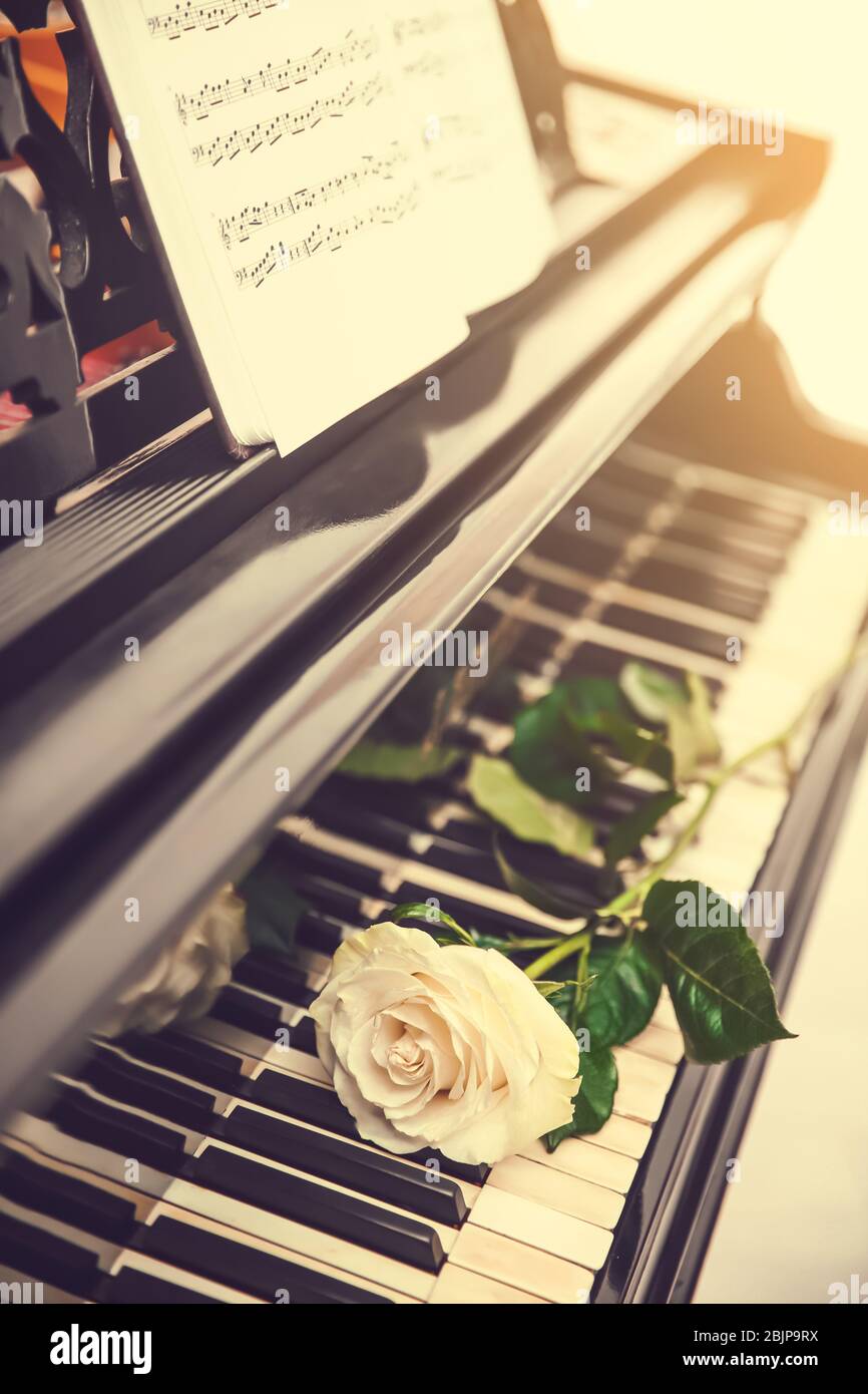 White rose on piano keys, close up Stock Photo - Alamy