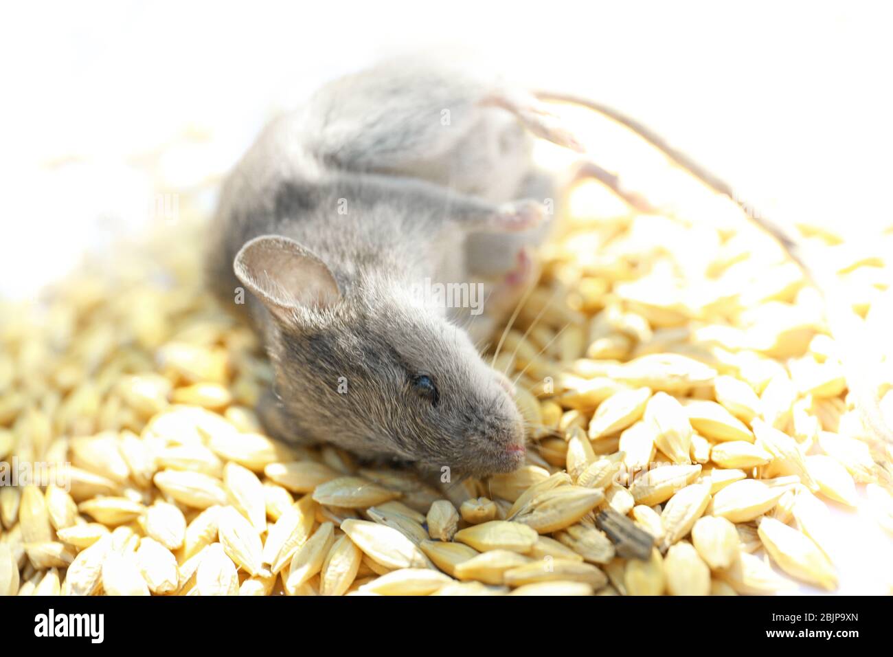 Mouse parasite hi-res stock photography and images - Alamy